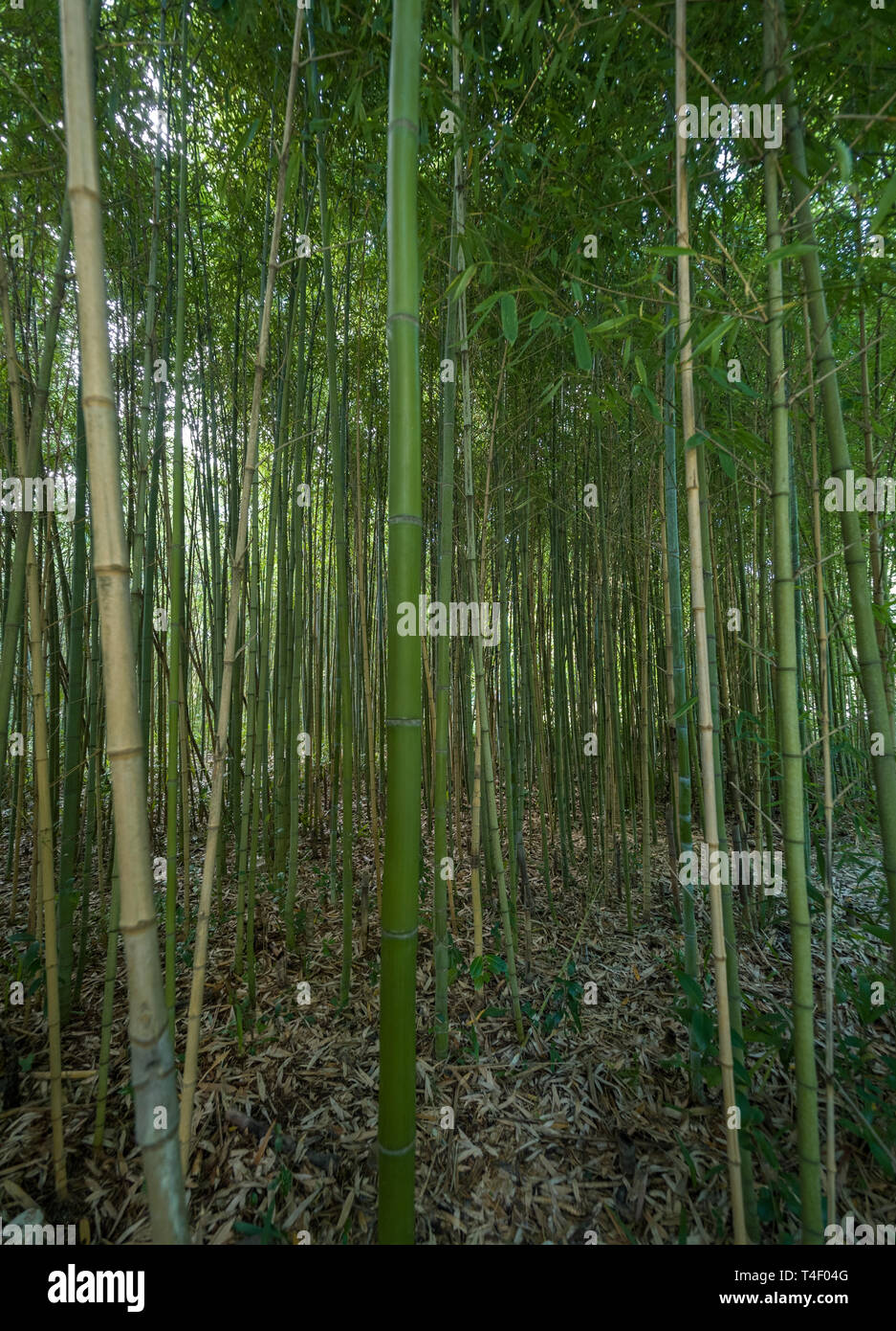High thickets of bamboo. Thick bamboo stalks with leaves Stock Photo ...