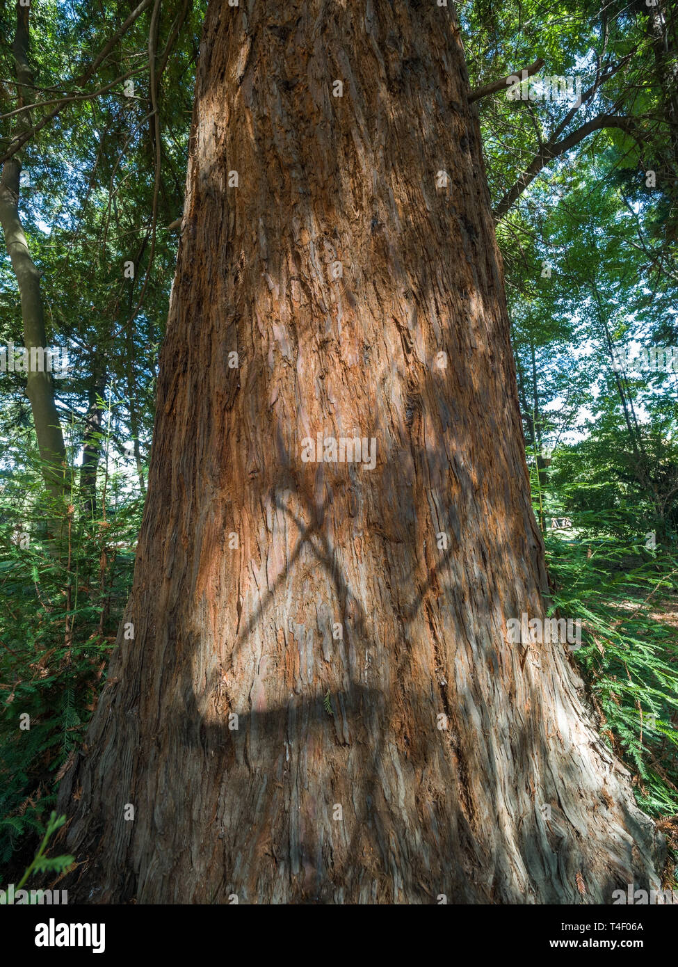 The trunk and bark of evergreen Sequoia. Sequoia sempervirens, redwood ...