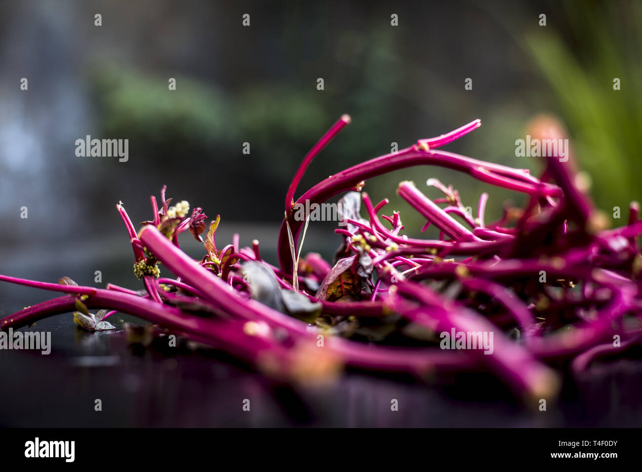 Red chowli hi-res stock photography and images - Alamy