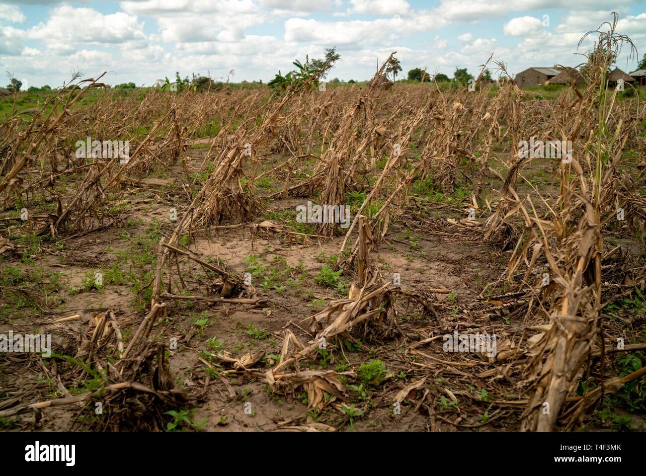 Following the aftermath of Cyclone Idai, crops were destroyed in the ...