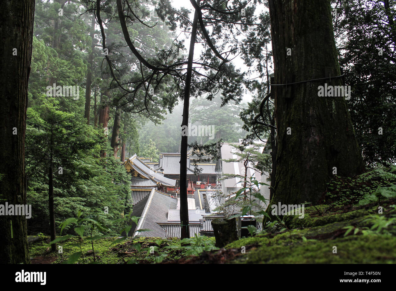 Autumn fall forest nikko hi-res stock photography and images - Alamy