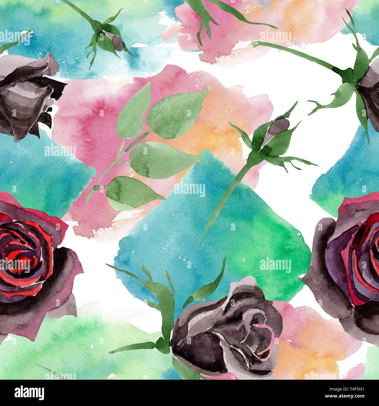 Black rose floral botanical flowers. Watercolor background illustration ...