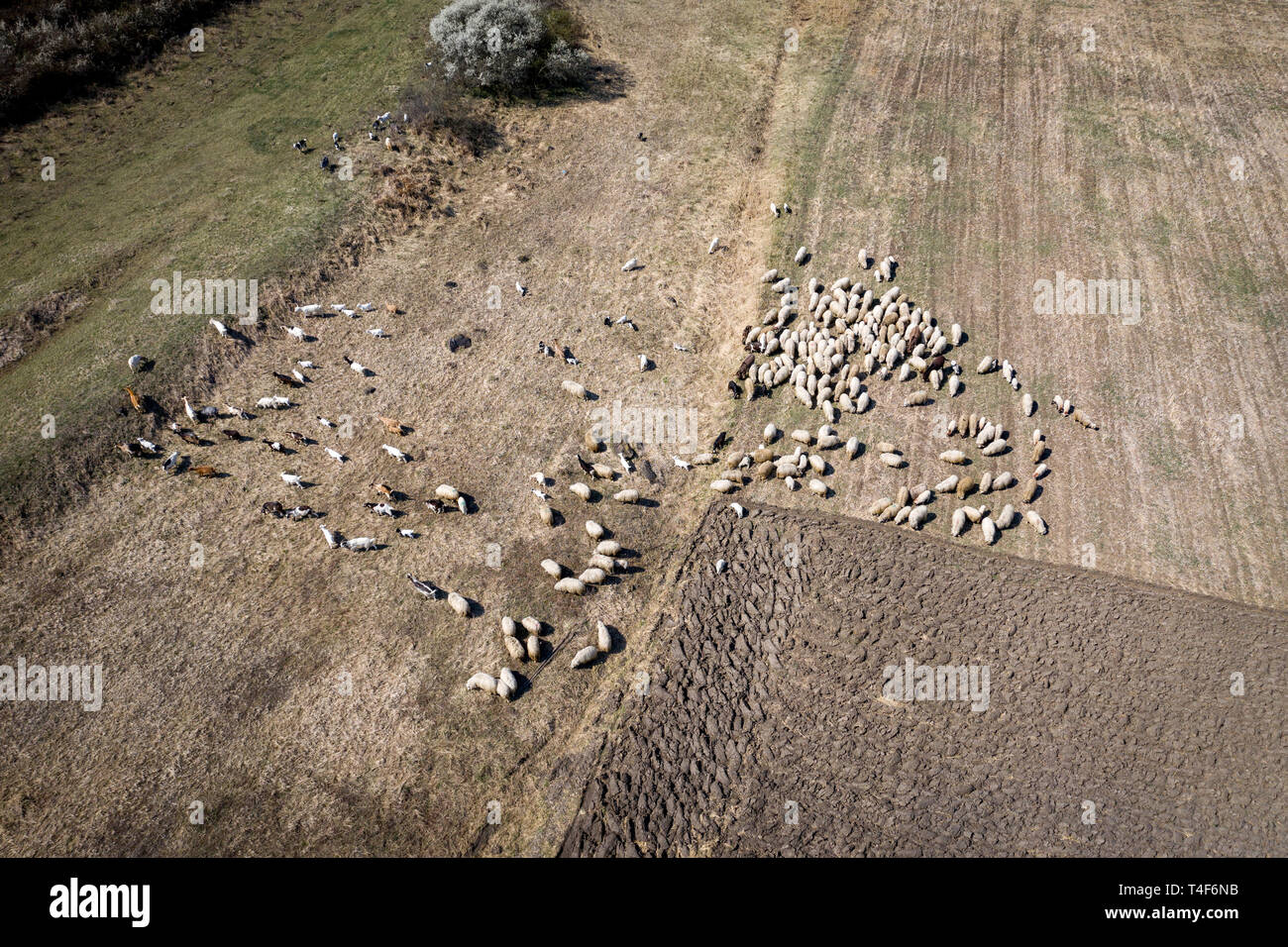Aerial view of sheep grazing in a field hi-res stock photography and ...
