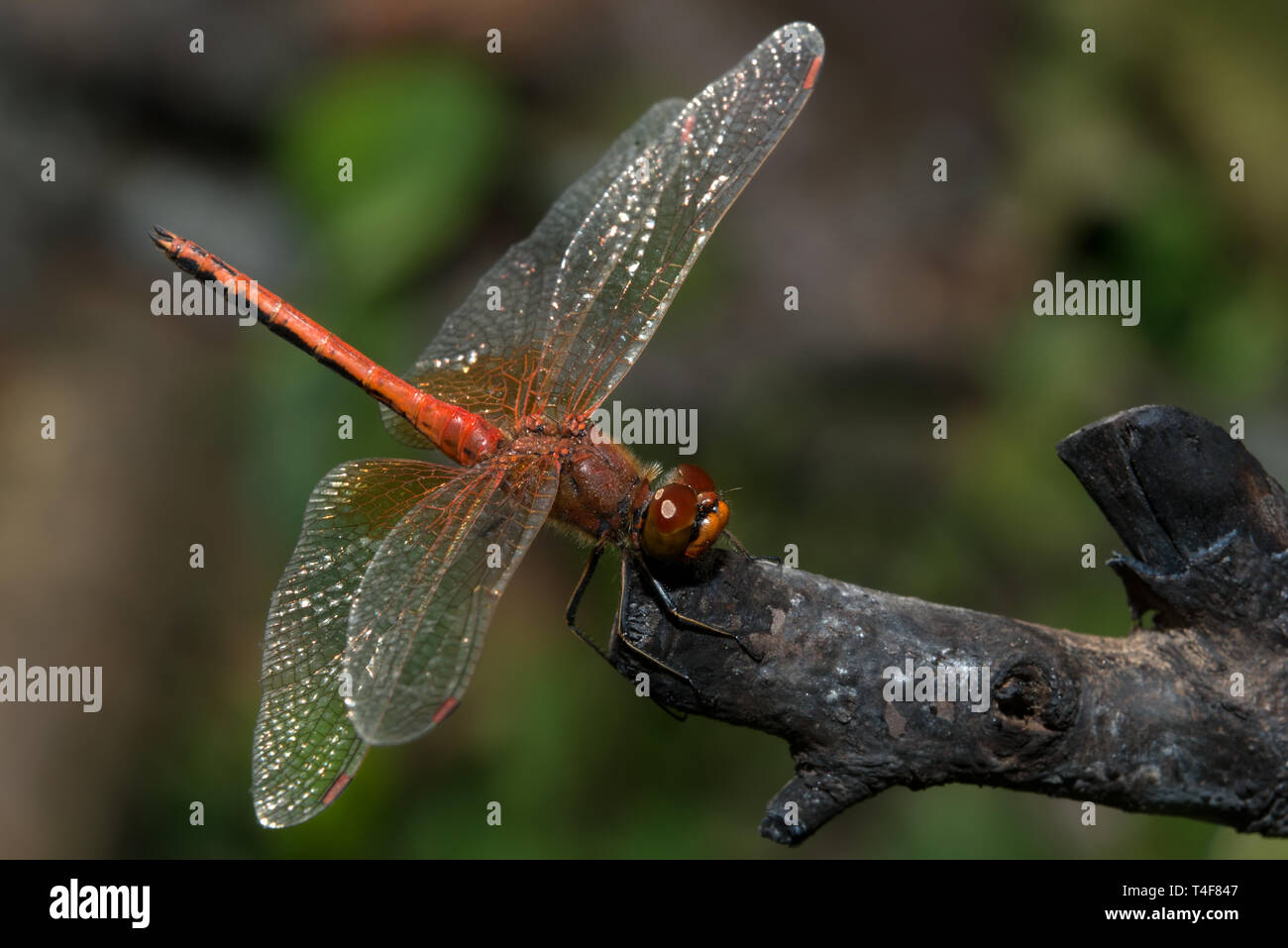 Brown dragonfly sits on hi-res stock photography and images - Alamy