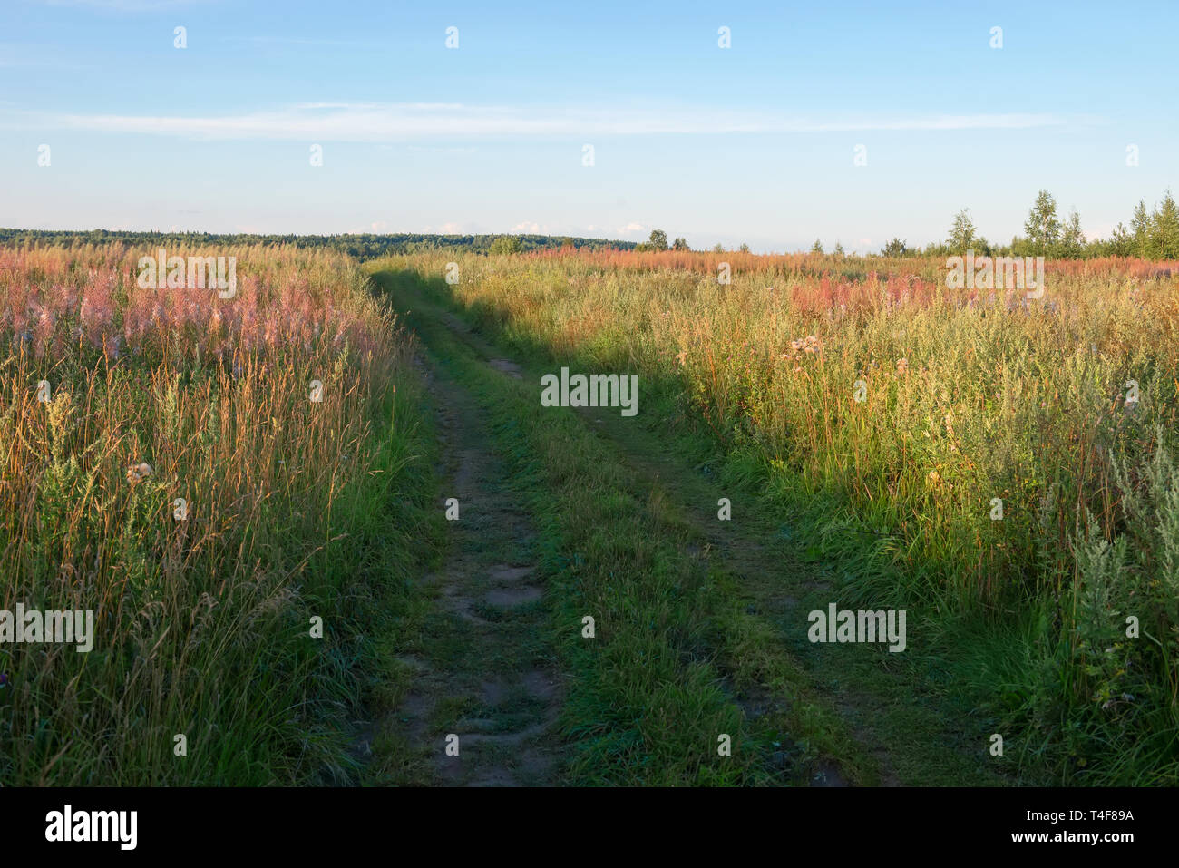 Field grass trail. Field grass trail on colorful background. Natural ...