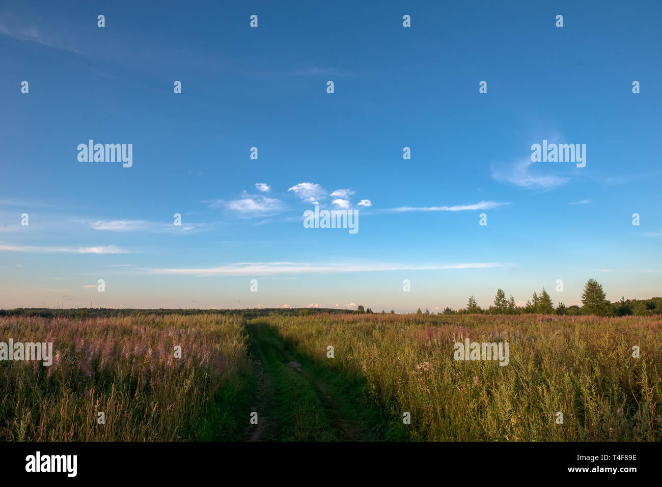 Field grass trail. Field grass trail on colorful background. Natural ...