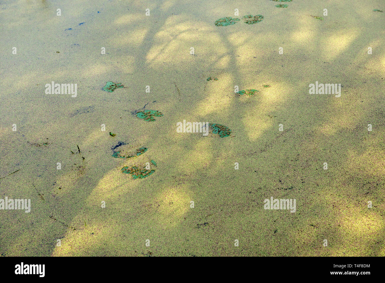 Lemna closed lake and plants Stock Photo - Alamy