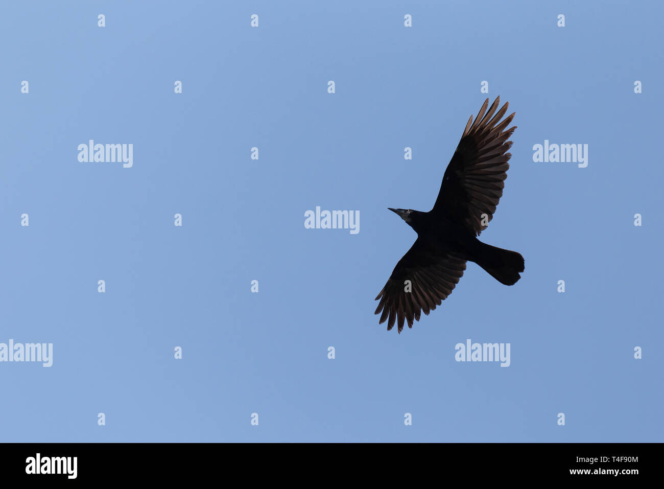 Rook flying hi-res stock photography and images - Alamy