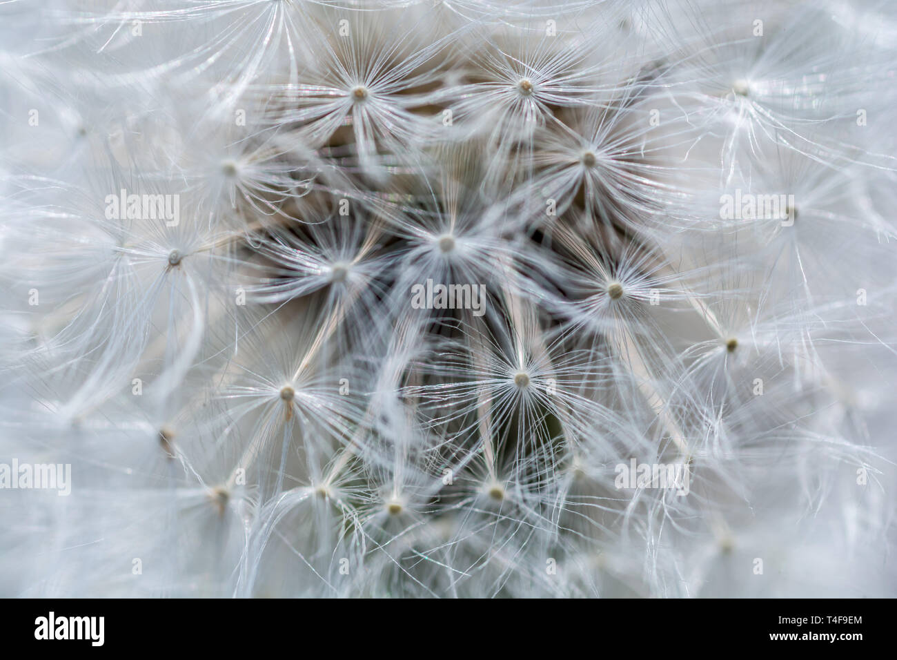 Details of a dandelion as a texture Stock Photo - Alamy