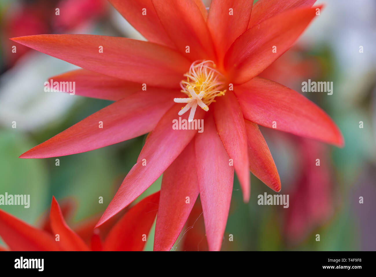 Red cactus blossom Stock Photo - Alamy