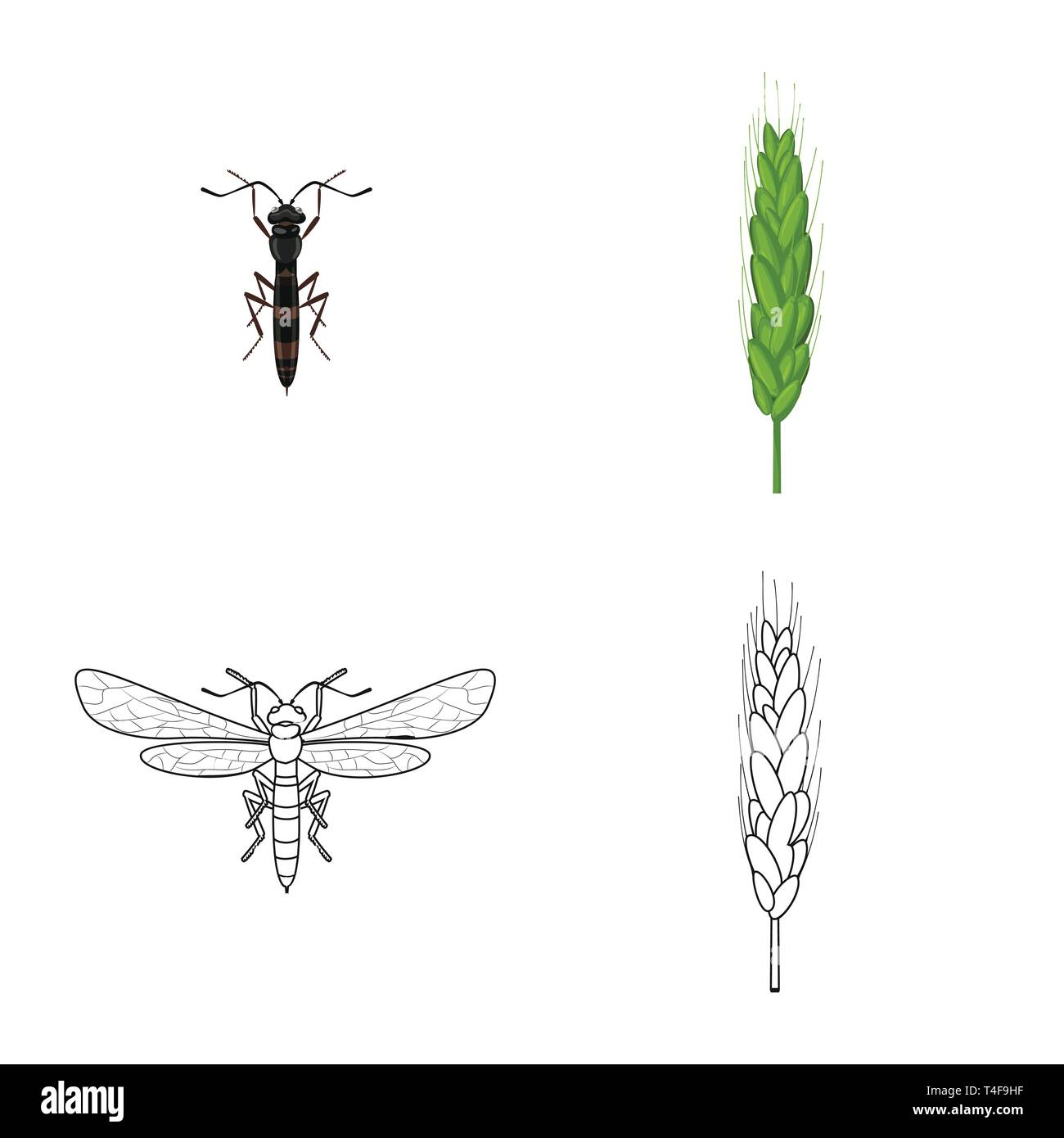 fly,spring,insect,spike,pest,durum,control,flour,stop,seed,wings,bran ...