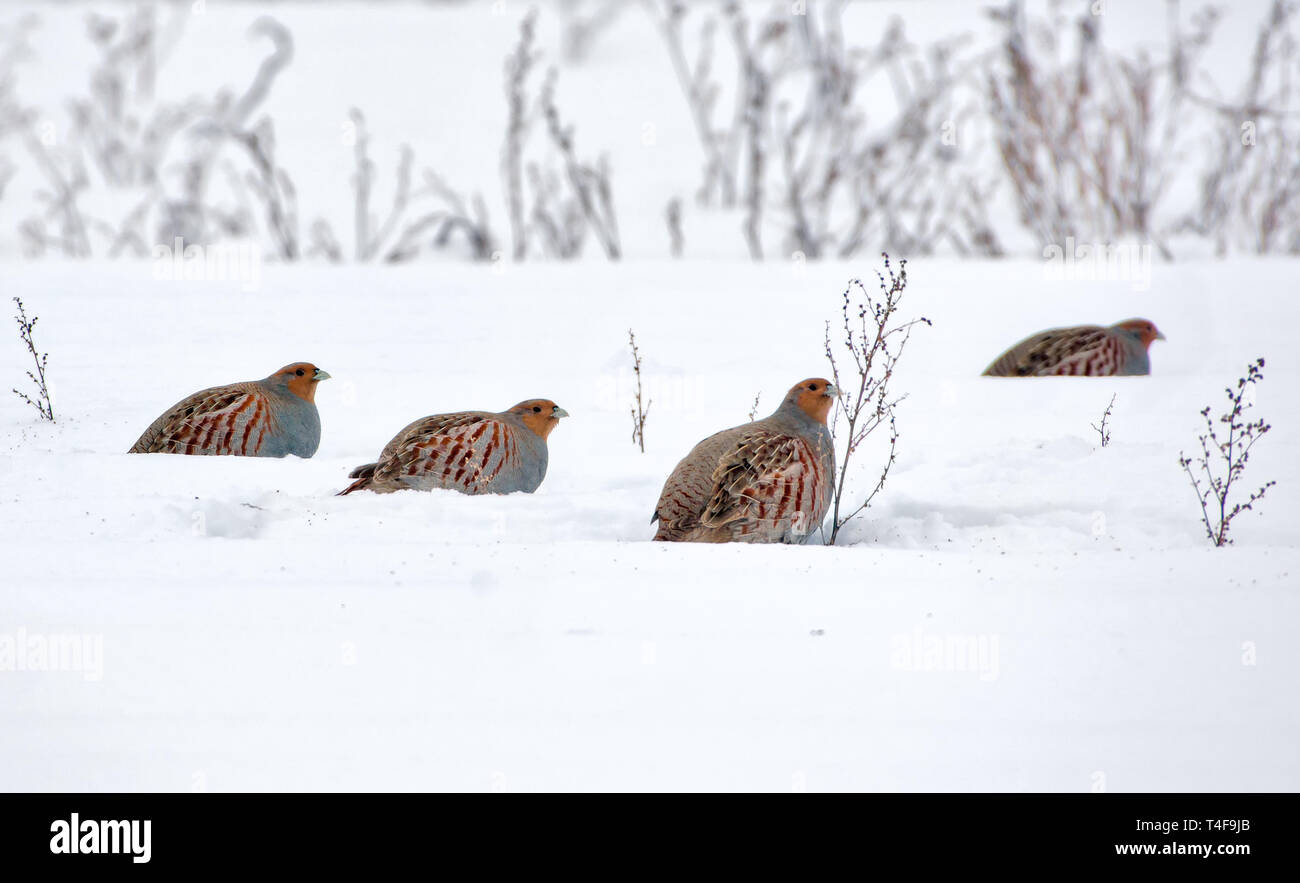 Bevy of partridge hi-res stock photography and images - Alamy