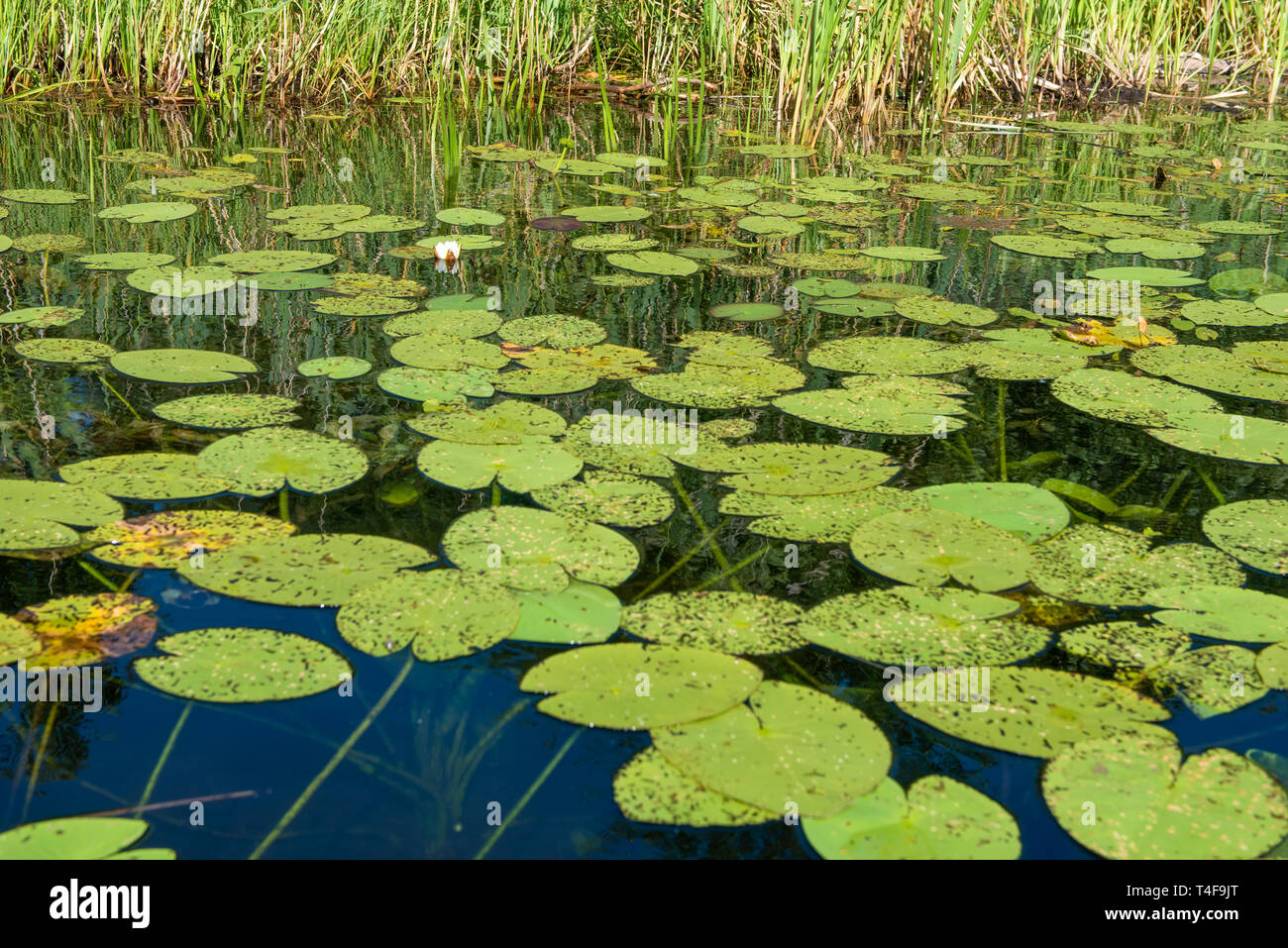 Lotus plant underwater hi-res stock photography and images - Alamy