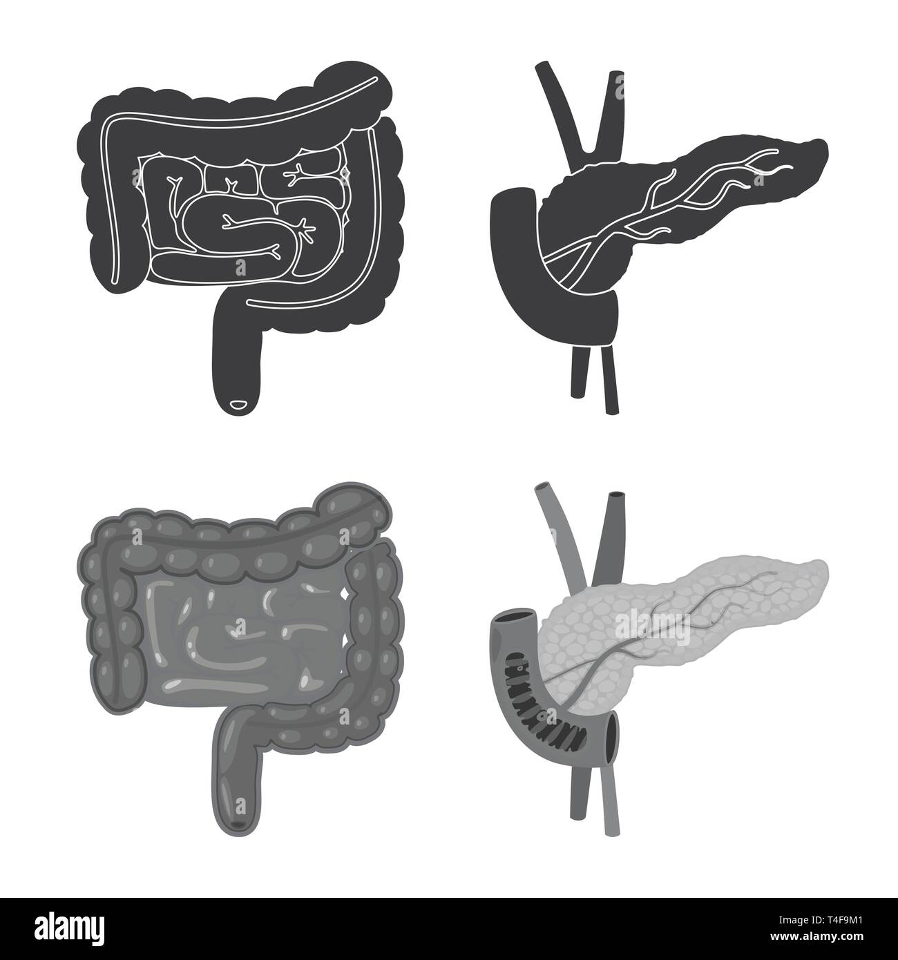 pancreas,endocrine,intestine,diabetes,gastrointestinal,digestive ...