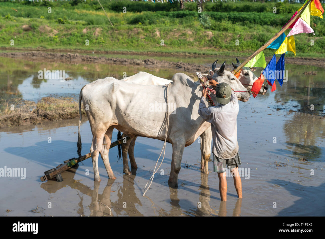 An Giang Cow Racing High Resolution Stock Photography and Images - Alamy