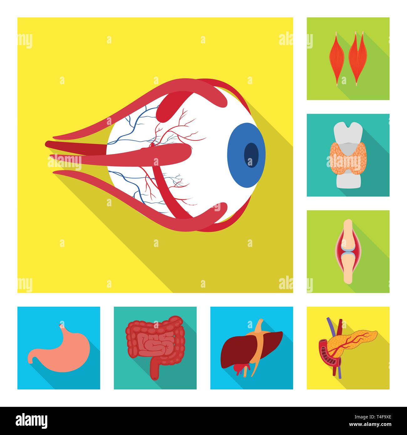 eyeball,muscle,dorsal,bone,stomach,intestine,liver,pancreas,eye,organs ...