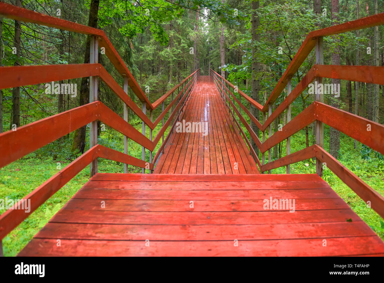 Wooden bridge over a ravine in a forest on a rainy summer day Stock ...