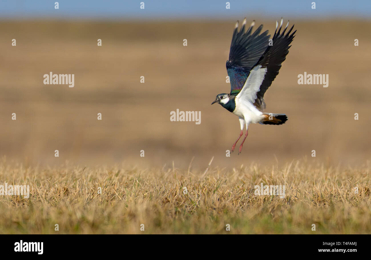 Flying wings hi-res stock photography and images - Alamy
