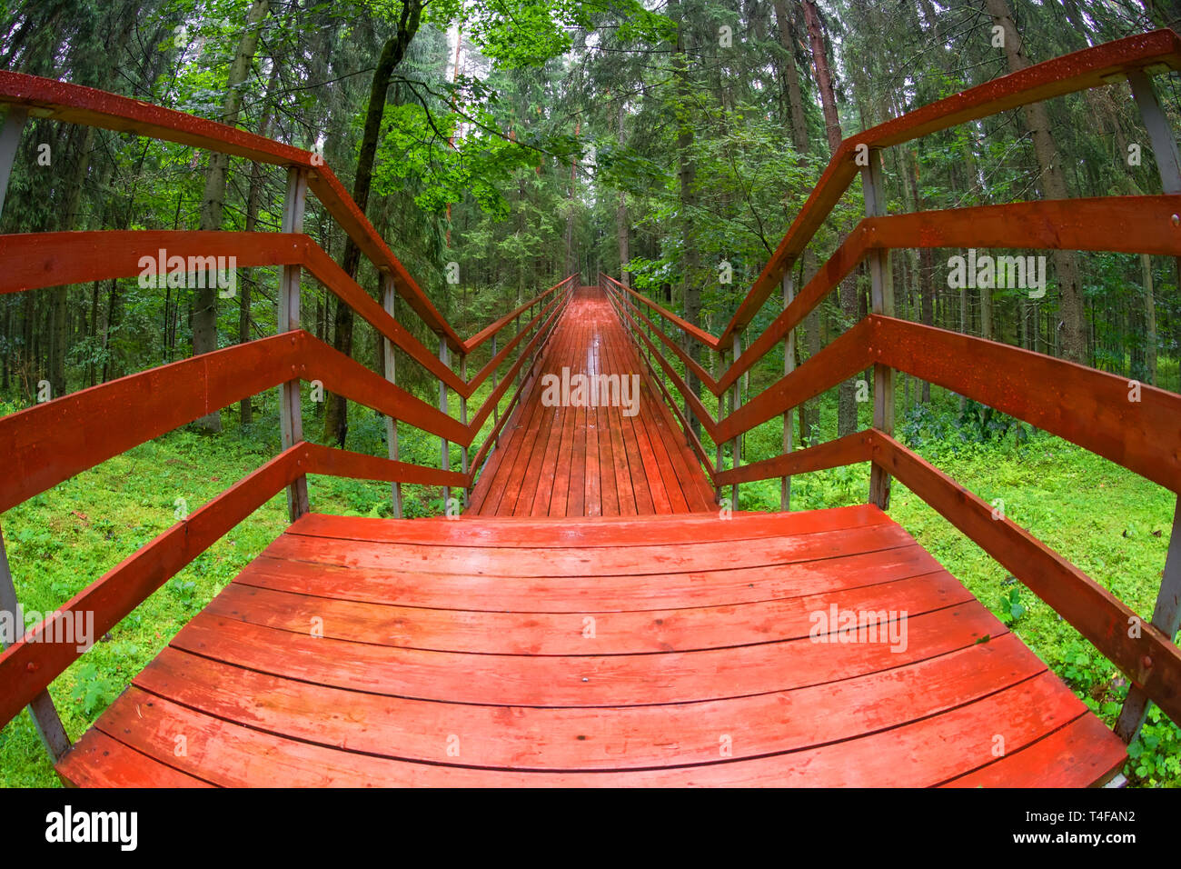 Wooden bridge over a ravine in a forest on a rainy summer day Stock ...