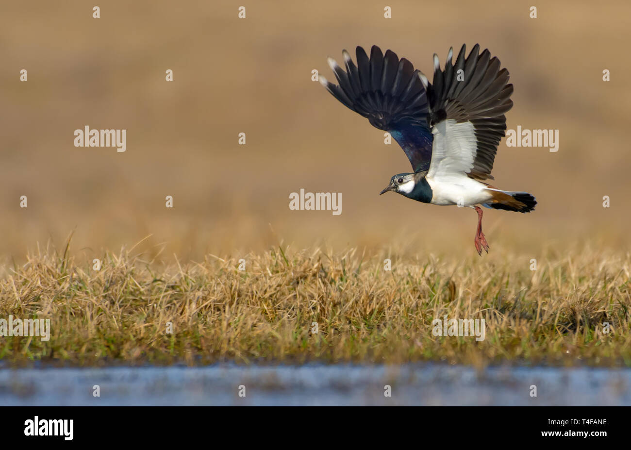 Lapwing in flight hi-res stock photography and images - Alamy