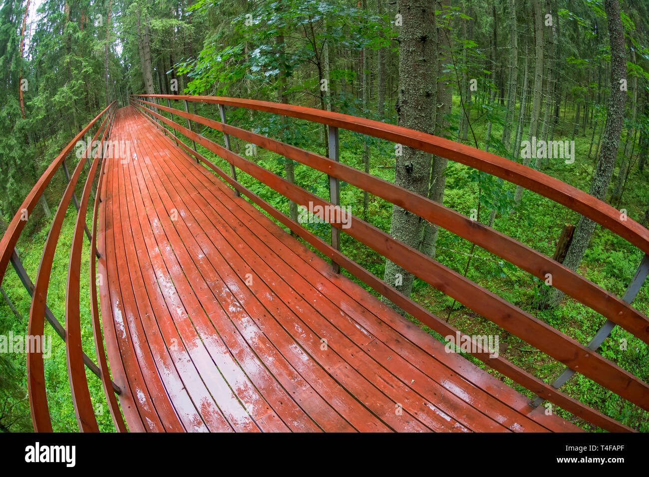 Wooden bridge over a ravine in a forest on a rainy summer day Stock ...