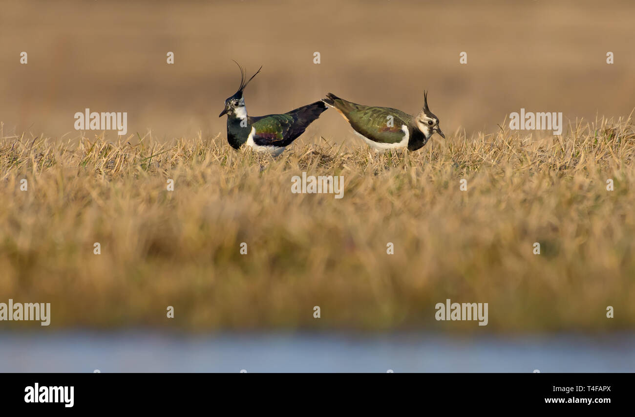 Lapwing nest courtship hi-res stock photography and images - Alamy