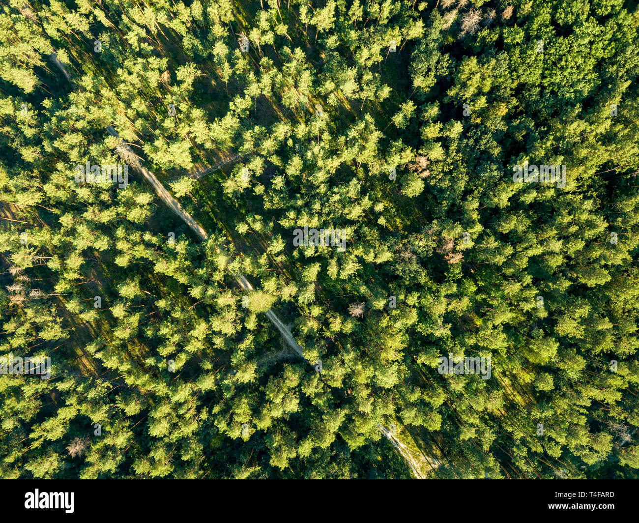 Top view of green trees on a sunny day. Deciduous forest as a ...