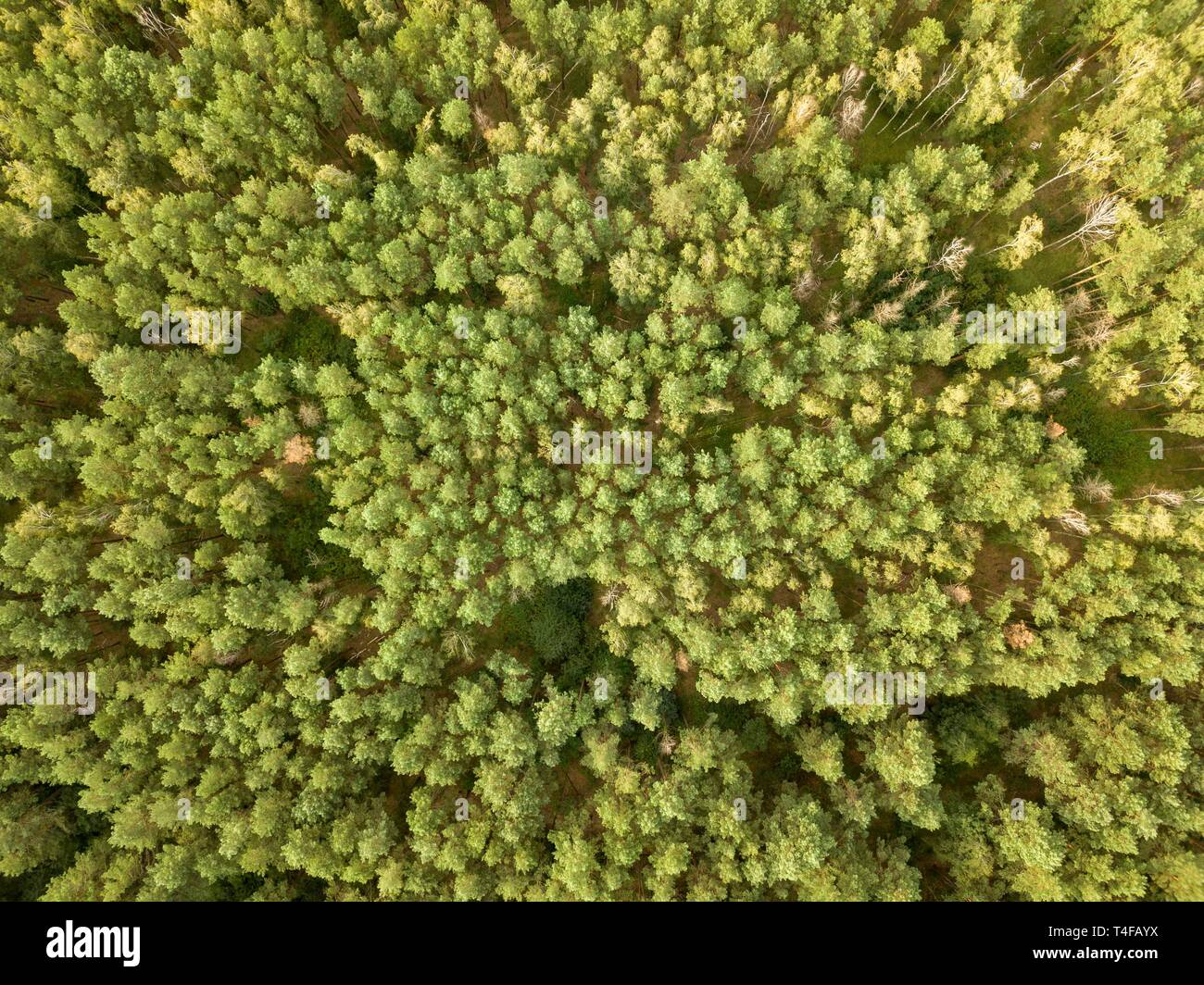 Natural background from the forest in the daytime. Aerial view of the ...