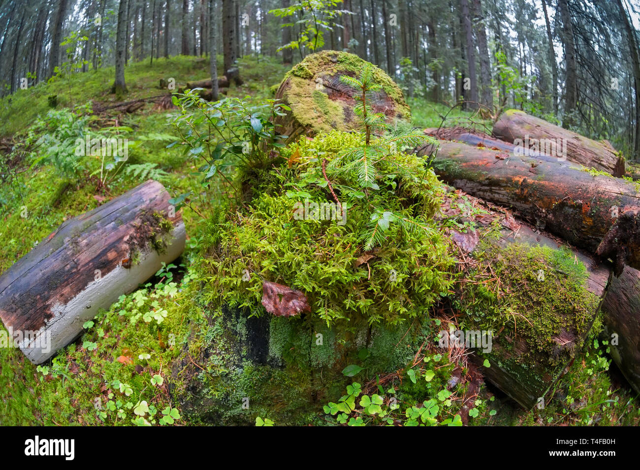 Moss covered wood pile hi-res stock photography and images - Alamy