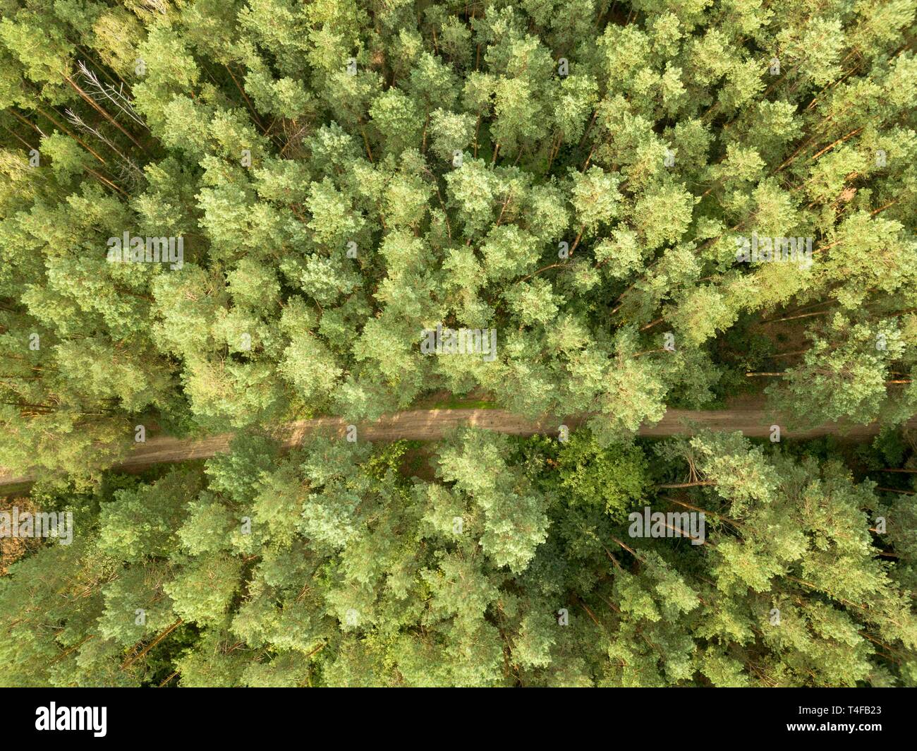 Aerial view from the drone of a natural forest with a dirt road ...
