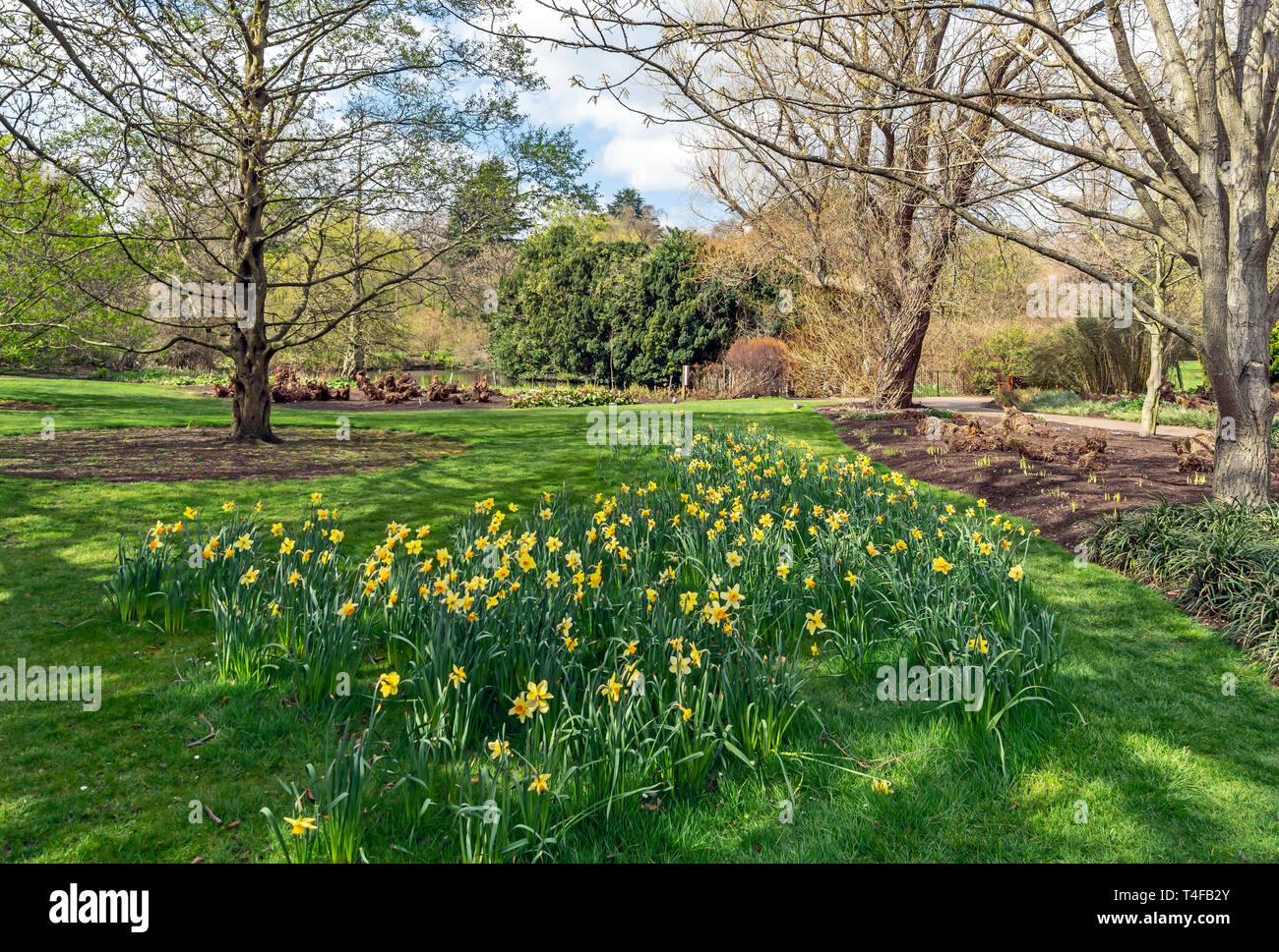 Narcissus flowers near the Pond in The Royal Botanic Garden Edinburgh ...