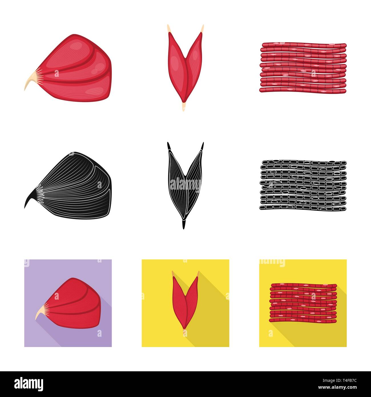 Vector illustration of fiber and muscular sign. Collection of fiber and ...