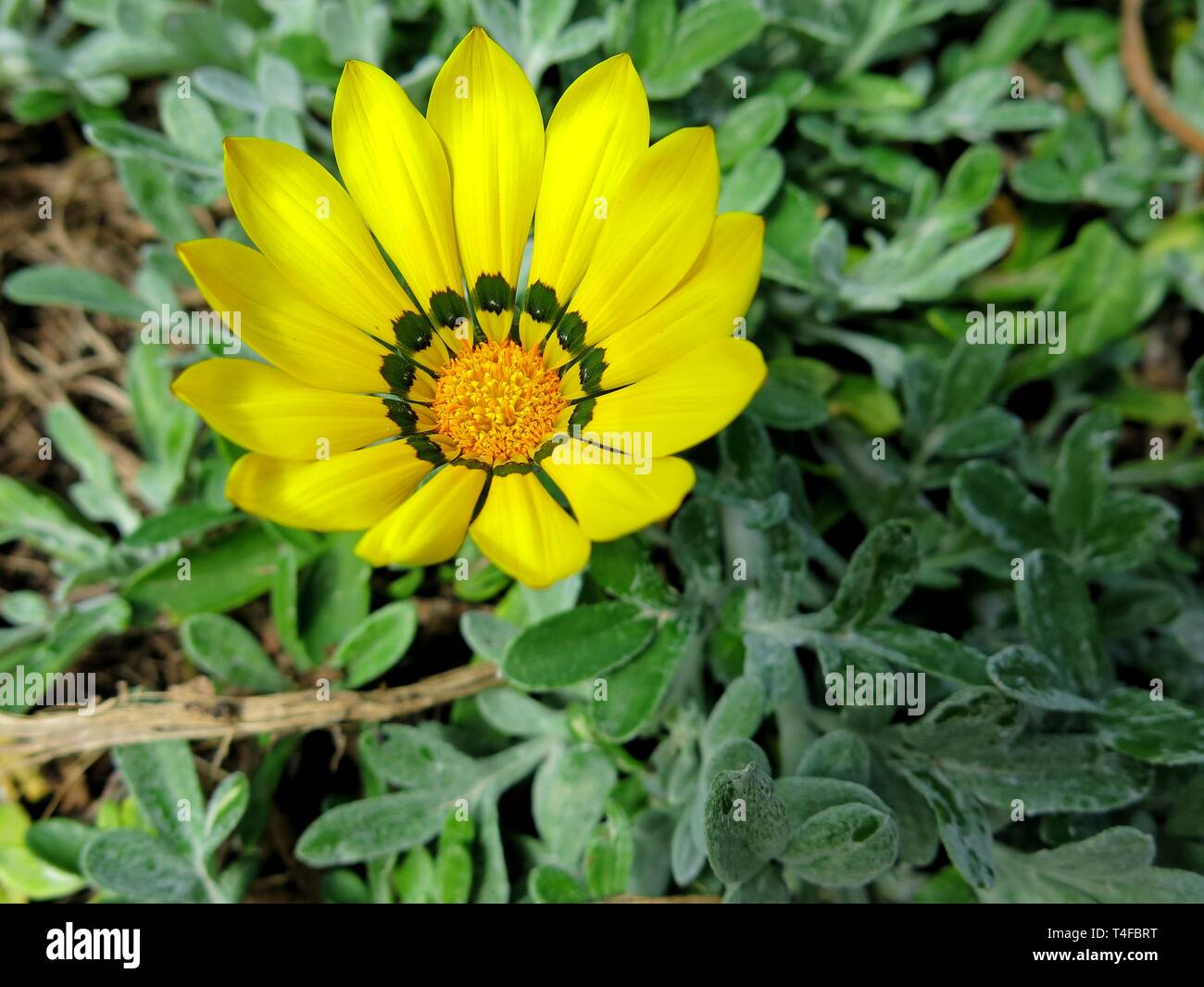 Overhead flower gardens hi-res stock photography and images - Alamy
