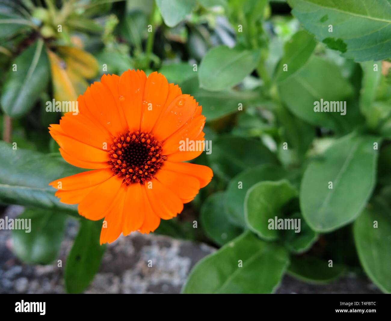 Overhead flower gardens hi-res stock photography and images - Alamy