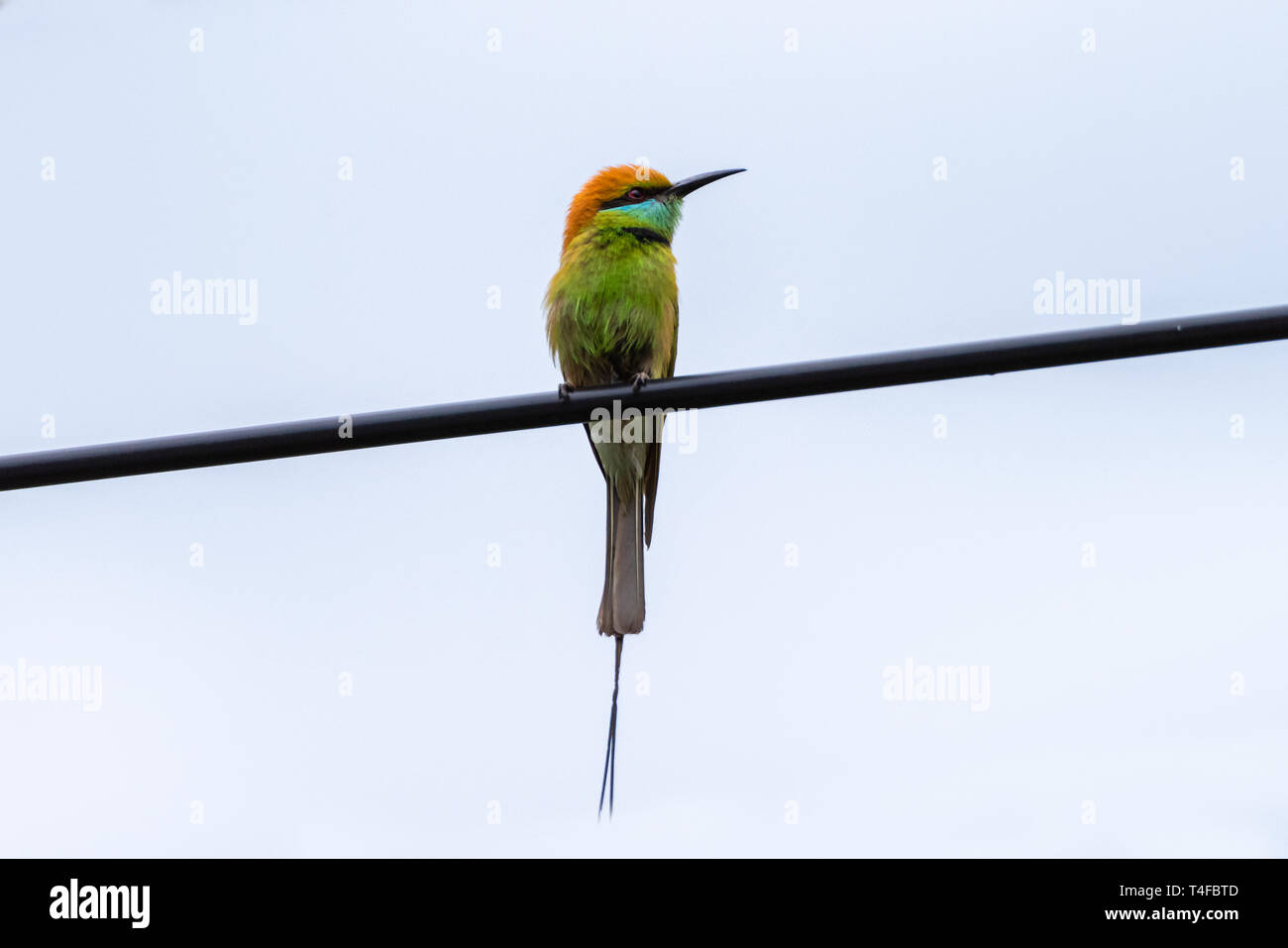 A beautiful bird Chestnut headed Bee eater Stock Photo - Alamy