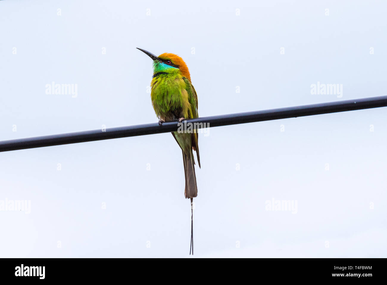 A beautiful bird Chestnut headed Bee eater Stock Photo - Alamy