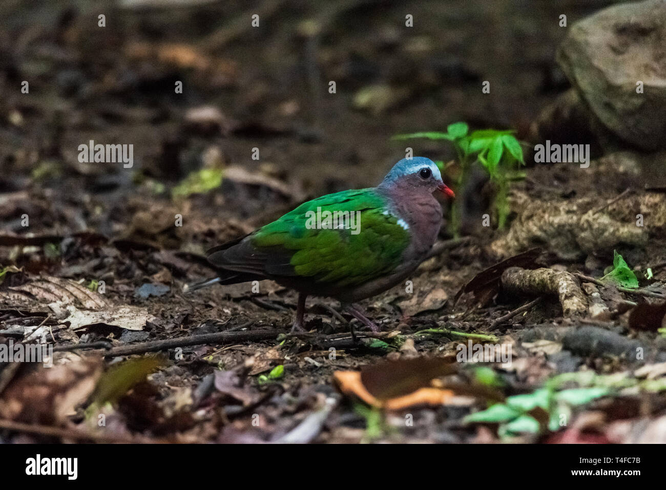 Beautiful Common emerald dove, Asian emerald dove perching on the rock ...