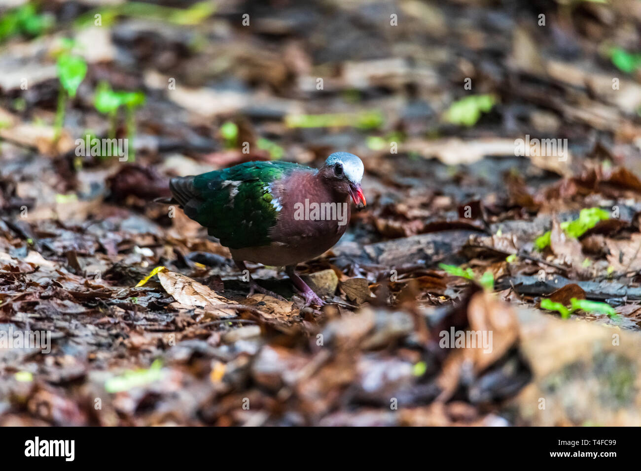 Beautiful Common emerald dove, Asian emerald dove perching on the rock ...