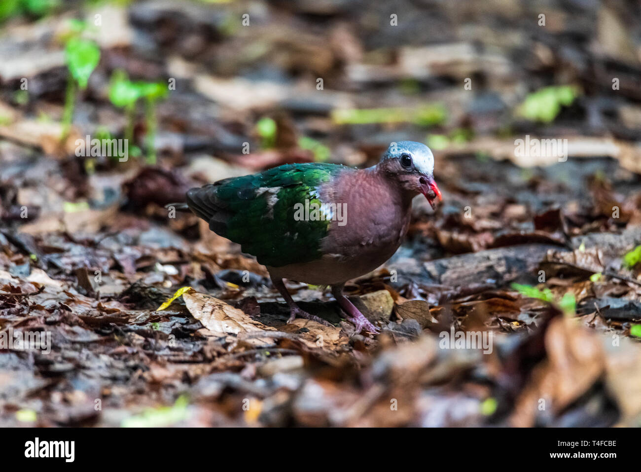 Beautiful Common emerald dove, Asian emerald dove perching on the rock ...