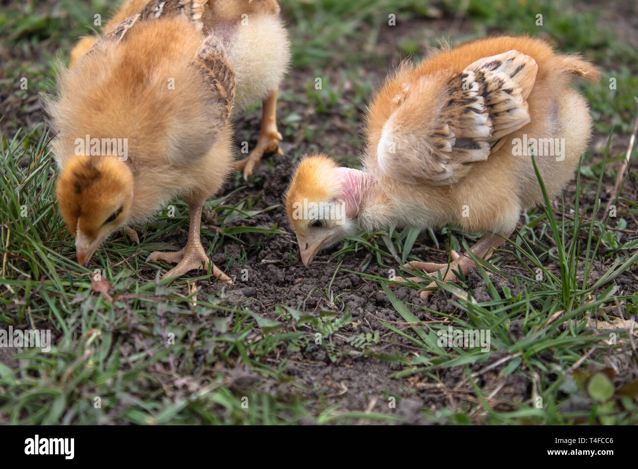yellow chicks on a grass field or lawn for a design and decoration ...