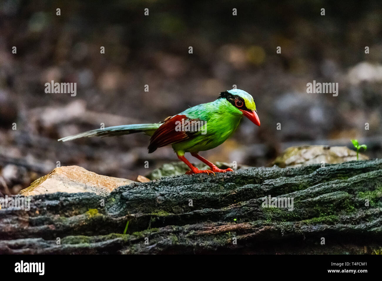 Deep green Common green magpie Stock Photo - Alamy