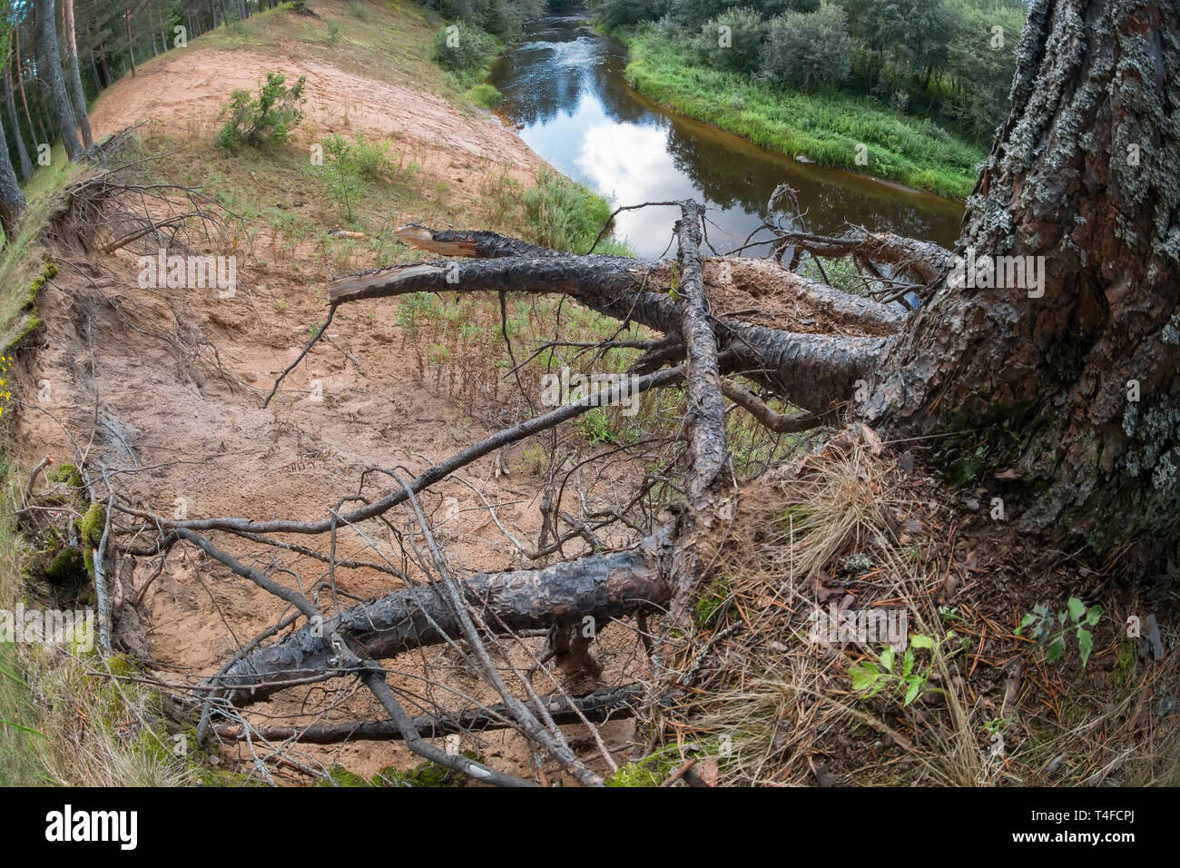 Root system of pines growing on a high sandy river bank Stock Photo - Alamy