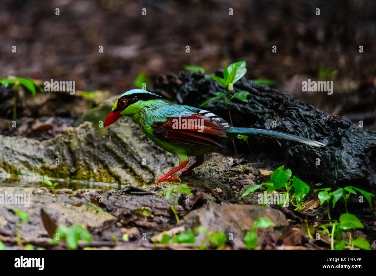 Deep green Common green magpie Stock Photo - Alamy