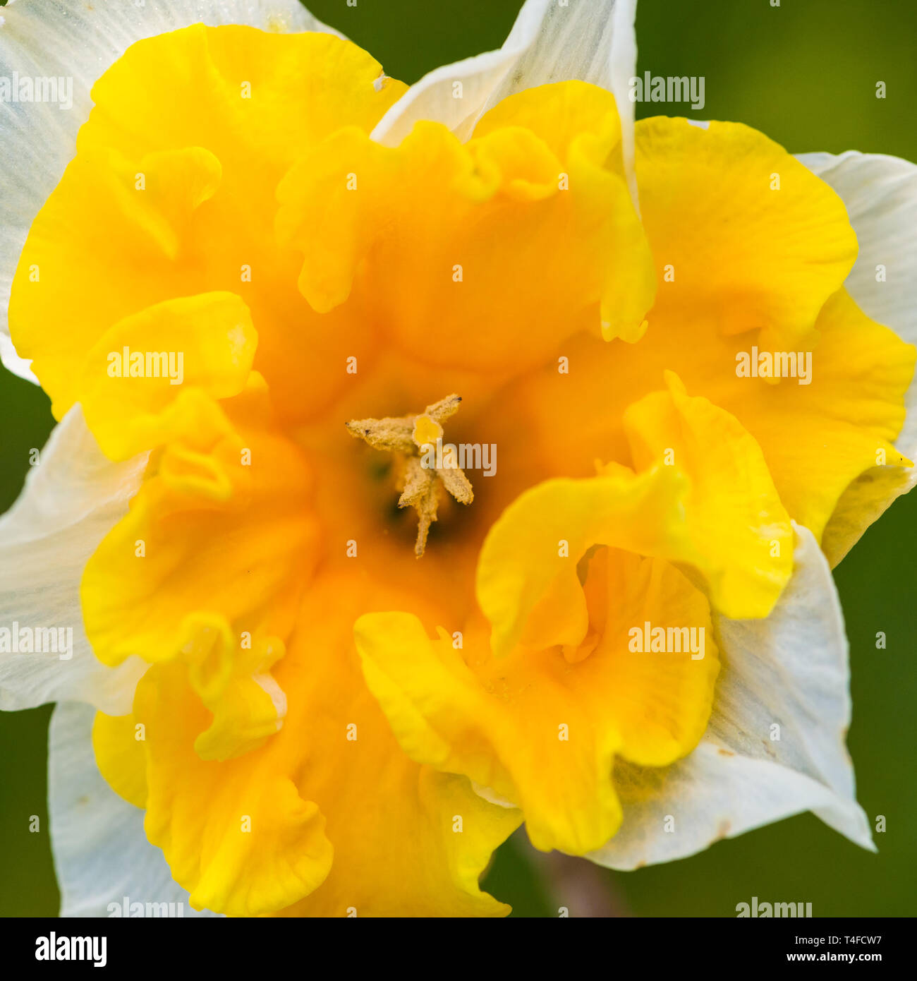 Split corona flower hi-res stock photography and images - Alamy