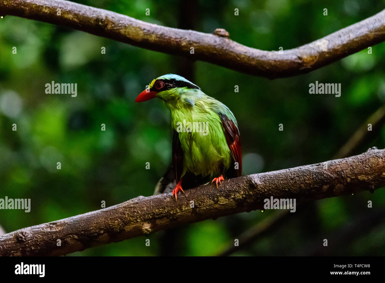 Deep green Common green magpie Stock Photo - Alamy