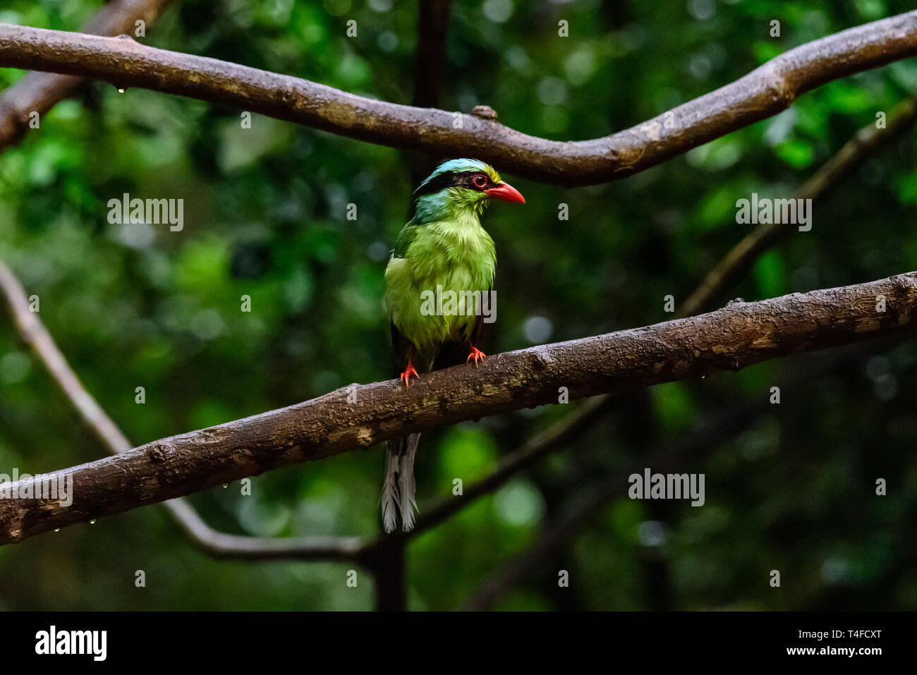 Deep green Common green magpie Stock Photo - Alamy