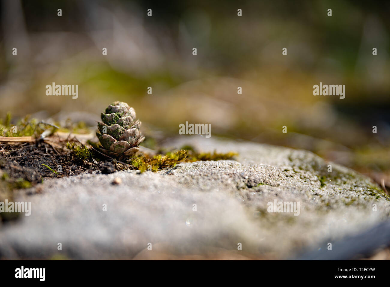 A solitary isolated conifer pine cone in a natural woodland environment ...