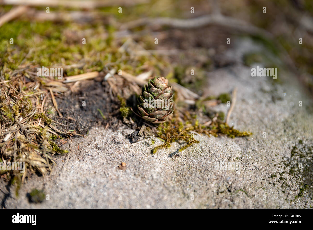 A solitary isolated conifer pine cone in a natural woodland environment ...