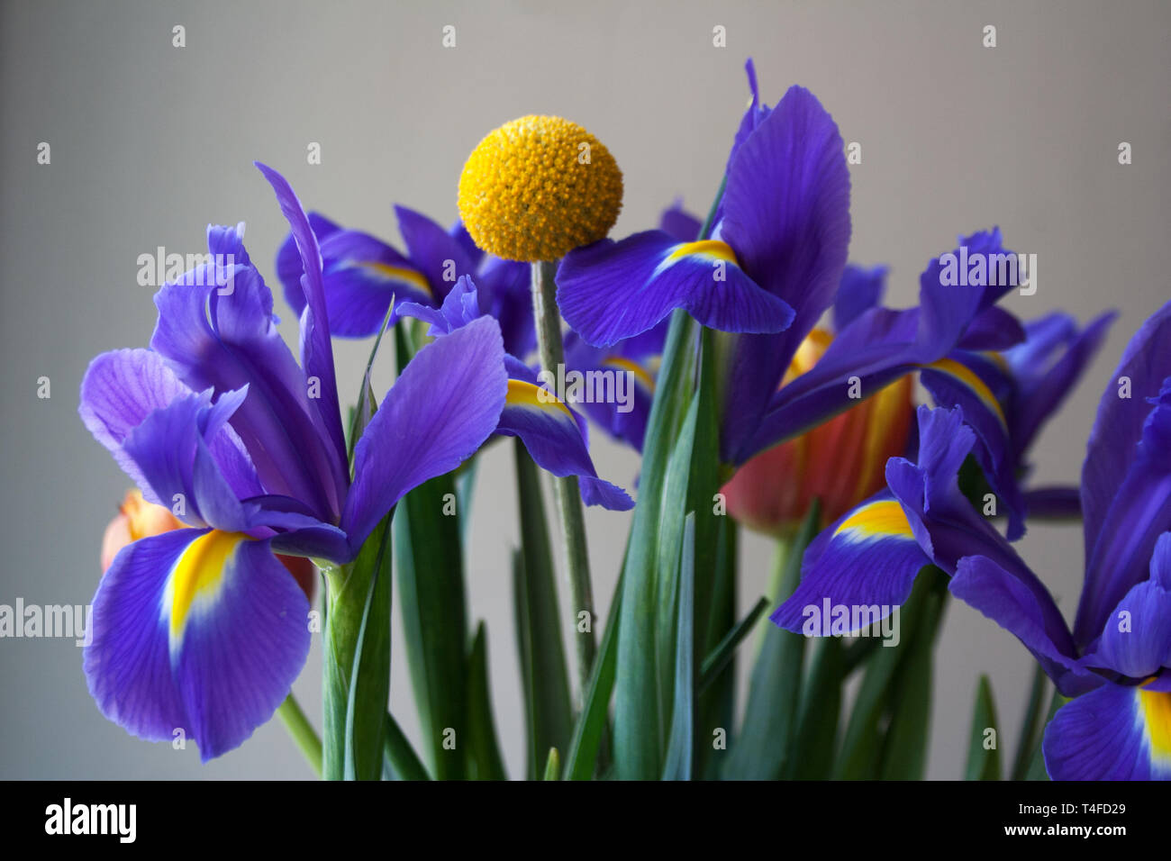 Spring flower bouquet detail with blue irises Stock Photo - Alamy