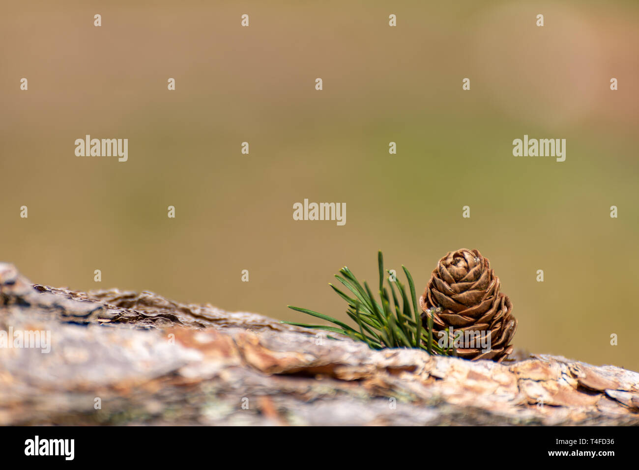 A solitary isolated conifer pine cone in a natural woodland environment ...